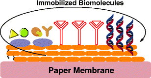 Biomolecule immobilization techniques for bioactive paper fabrication ...