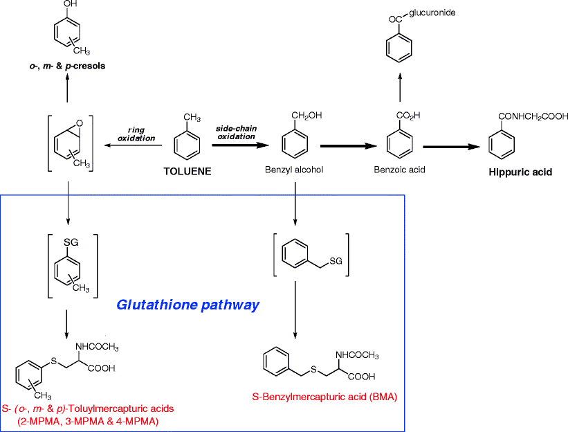 Mercapturic acids derived from toluene in rat urine samples ...