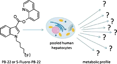 Metabolism of synthetic cannabinoids PB-22 and its 5-fluoro analog, 5F ...
