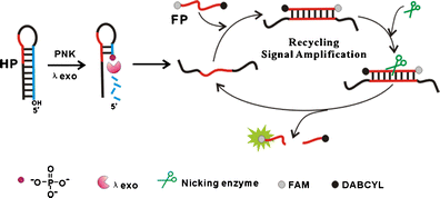 Sensitive detection of T4 polynucleotide kinase activity based on ...