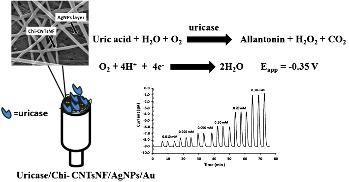 An amperometric uric acid biosensor based on chitosan-carbon nanotubes ...