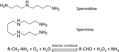 Amine oxidase-based biosensors for spermine and spermidine ...