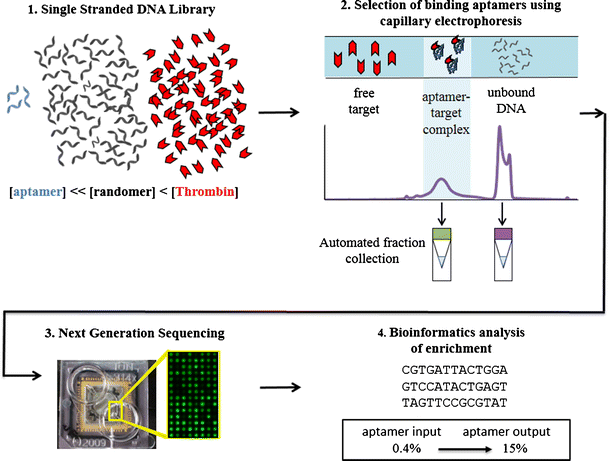 Combining capillary electrophoresis and next-generation sequencing for ...