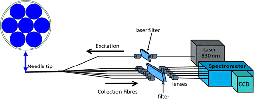Characterisation of a fibre optic Raman probe within a hypodermic ...