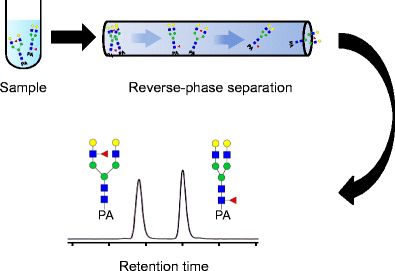 Reversed-phase separation methods for glycan analysis | SpringerLink