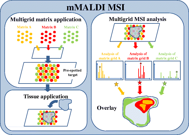 Multigrid MALDI mass spectrometry imaging (mMALDI MSI) | SpringerLink