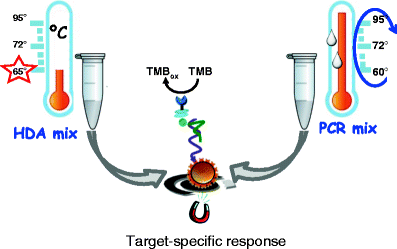 Comparison of isothermal helicase-dependent amplification and PCR for ...