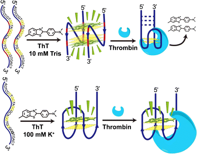 Thioflavin T as a fluorescence light-up probe for both parallel and ...