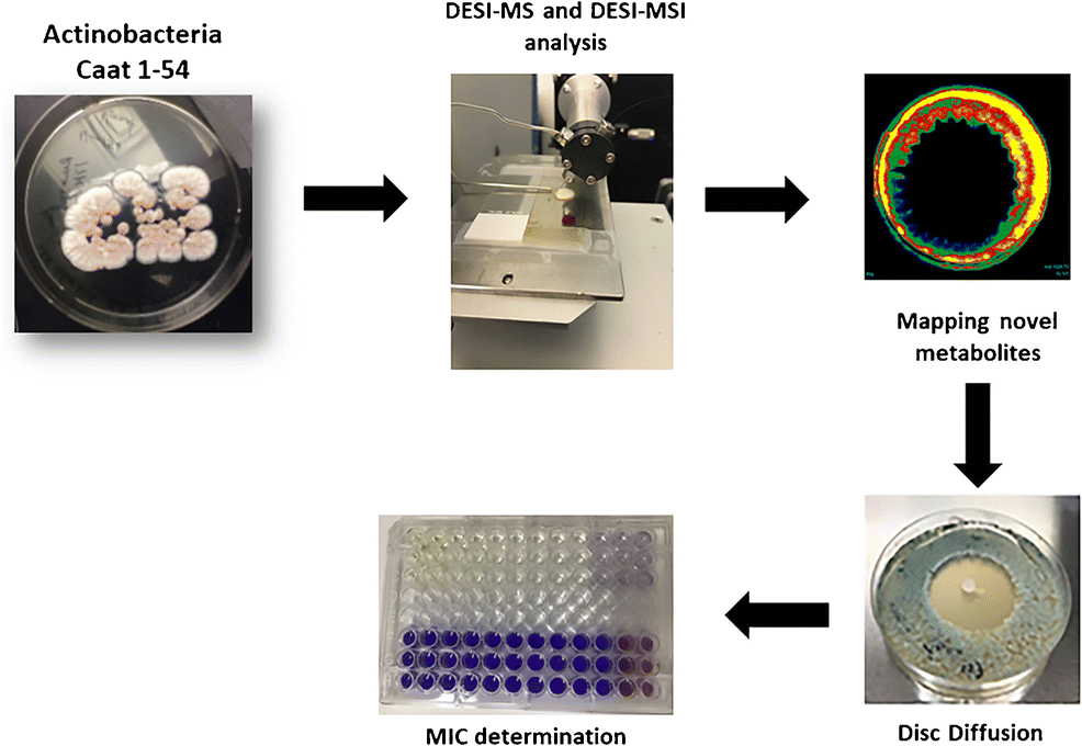 Characterization and mapping of secondary metabolites of Streptomyces ...