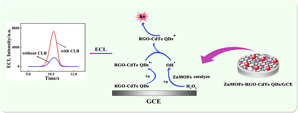 A signal-on electrochemiluminescence sensor for clenbuterol detection ...