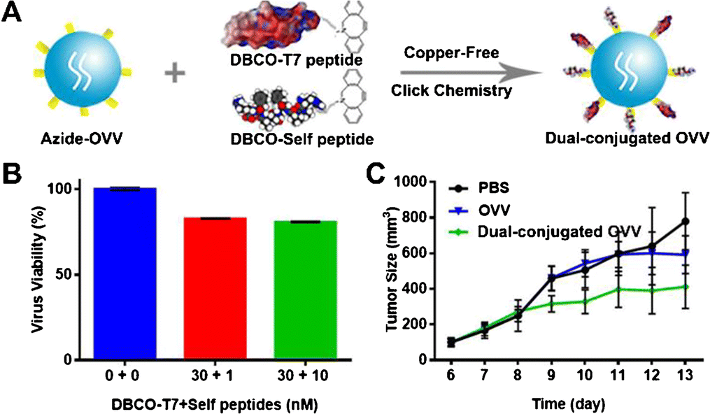 Engineering oncolytic vaccinia virus with functional peptides through ...