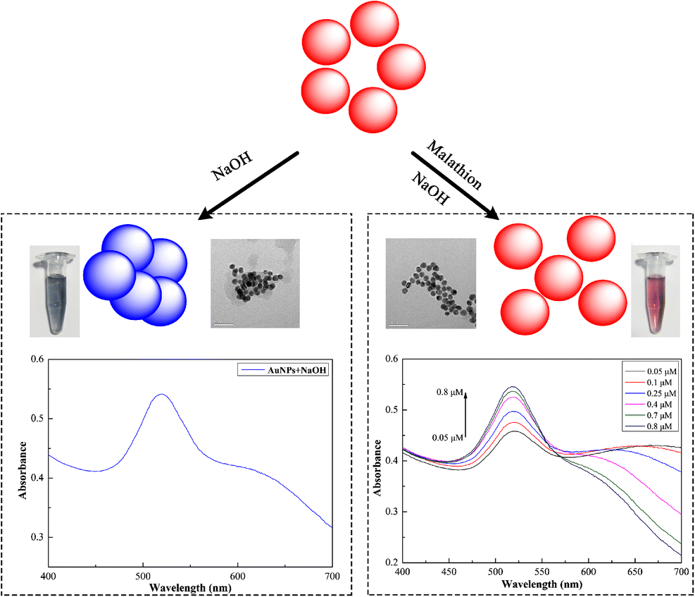 A simple colorimetric probe based on anti-aggregation of AuNPs for ...