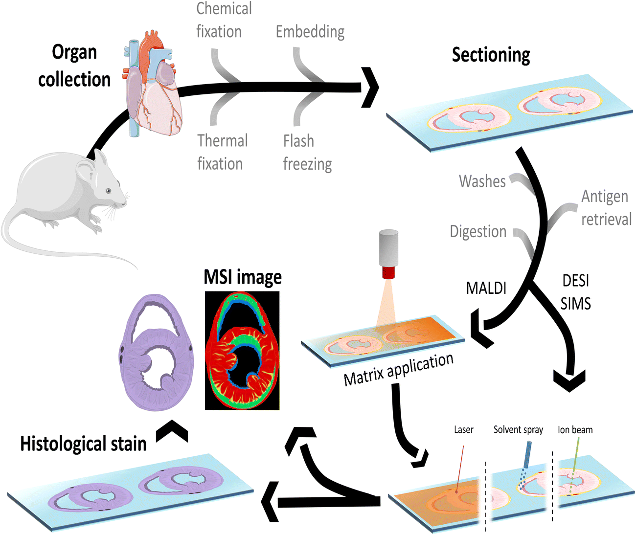 Trends in mass spectrometry imaging for cardiovascular diseases ...