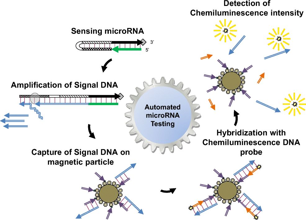 Measurement of microRNA with isothermal DNA amplification on fully ...