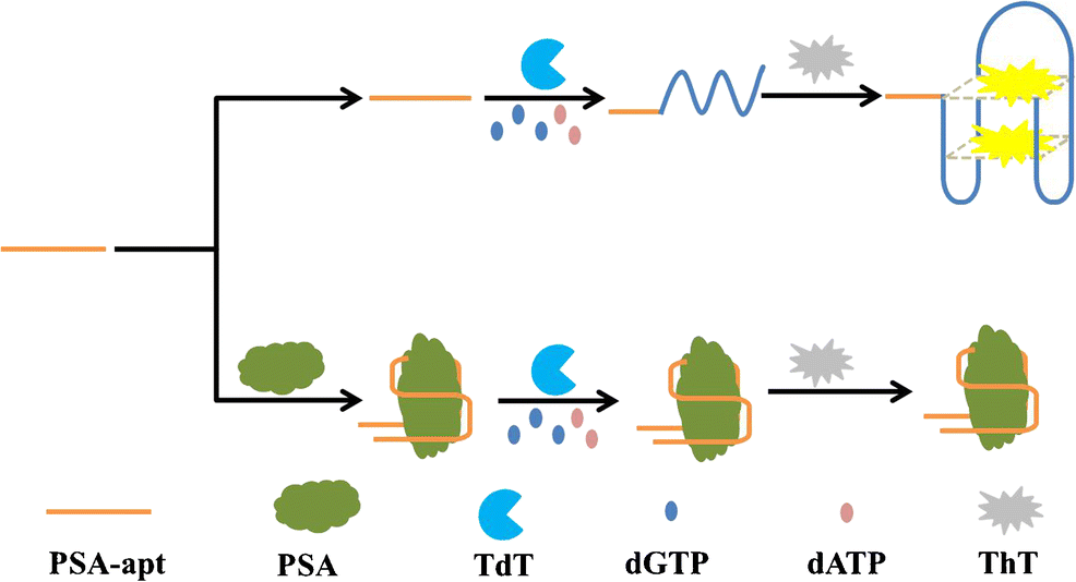 A label-free fluorescence method based on terminal deoxynucleotidyl ...