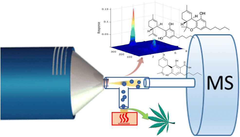 The classification of Cannabis hemp cultivars by thermal desorption ...