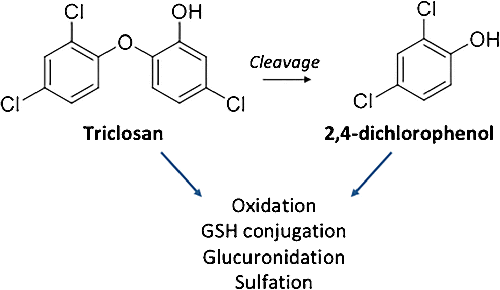In vitro metabolism of triclosan studied by liquid chromatography–high ...