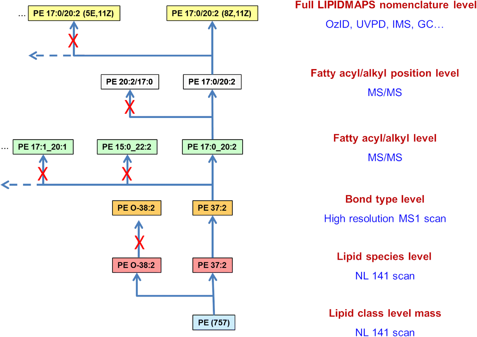 Lipidomics from sample preparation to data analysis: a primer ...