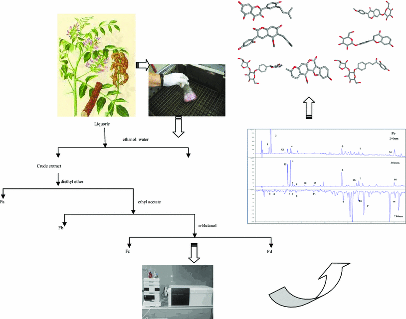 HPLC–DAD–MS/MS identification and HPLC–ABTS·+ on-line antioxidant ...