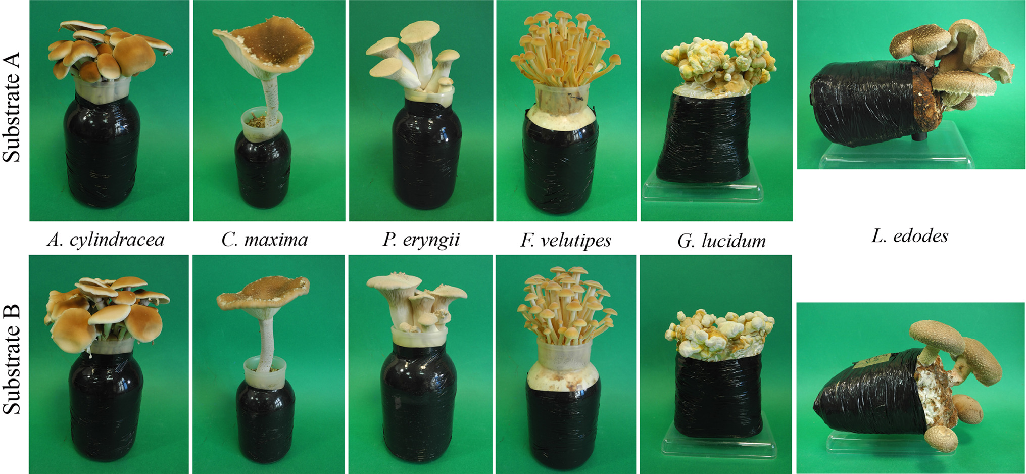 The effect of different substrates on the growth of six cultivated ...