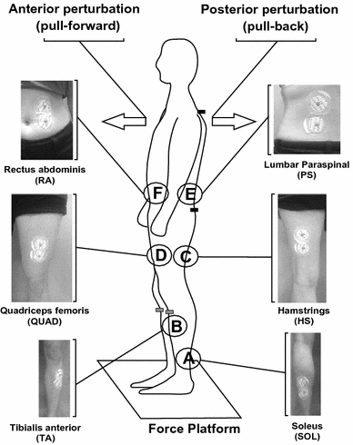 Postural responses to anterior and posterior perturbations applied to ...