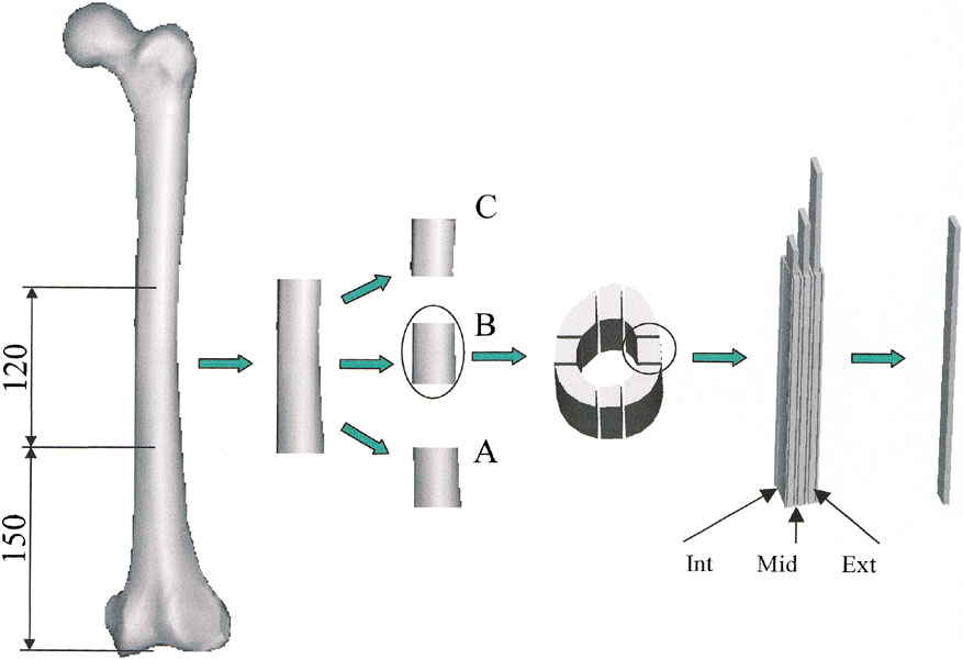 The Longitudinal Young’s Modulus of Cortical Bone in the Midshaft of ...