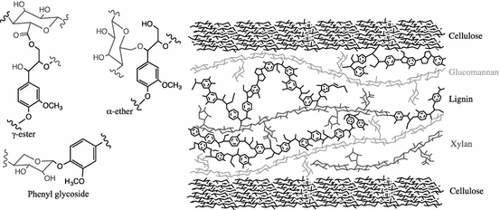 A possible explanation for the structural inhomogeneity of lignin in ...