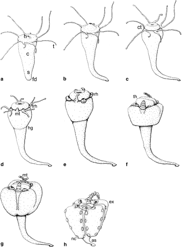 Life cycle of Carybdea marsupialis Linnaeus, 1758 (Cubozoa, Carybdeidae ...