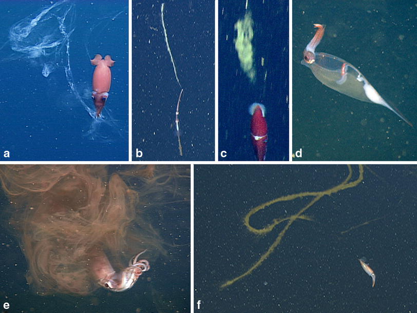 Ink utilization by mesopelagic squid | SpringerLink