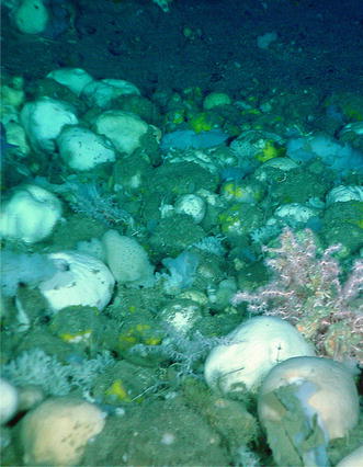 Ancient deep-sea sponge grounds on the Flemish Cap and Grand Bank ...