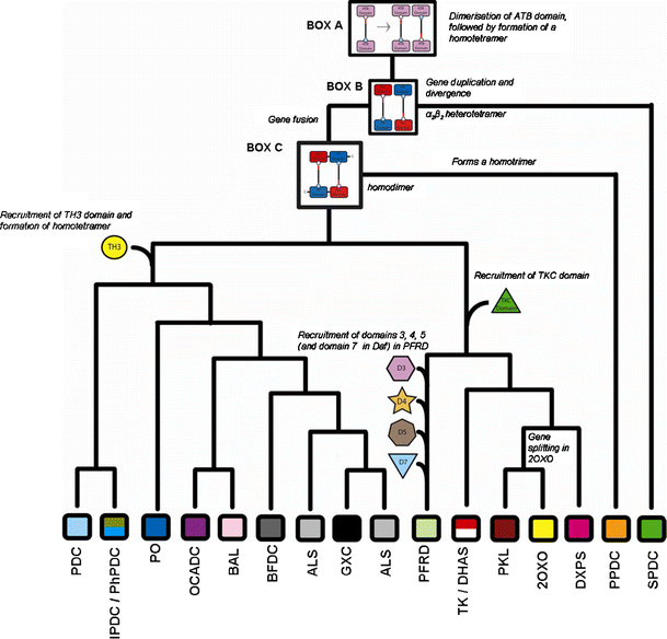 Evolutionary Analysis of the TPP-Dependent Enzyme Family | SpringerLink