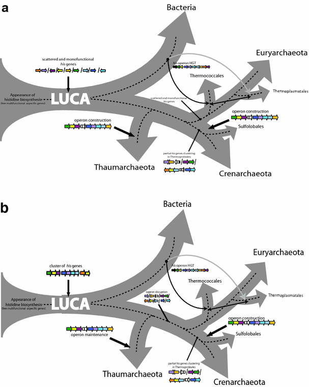 The Evolution of Histidine Biosynthesis in Archaea: Insights into the ...
