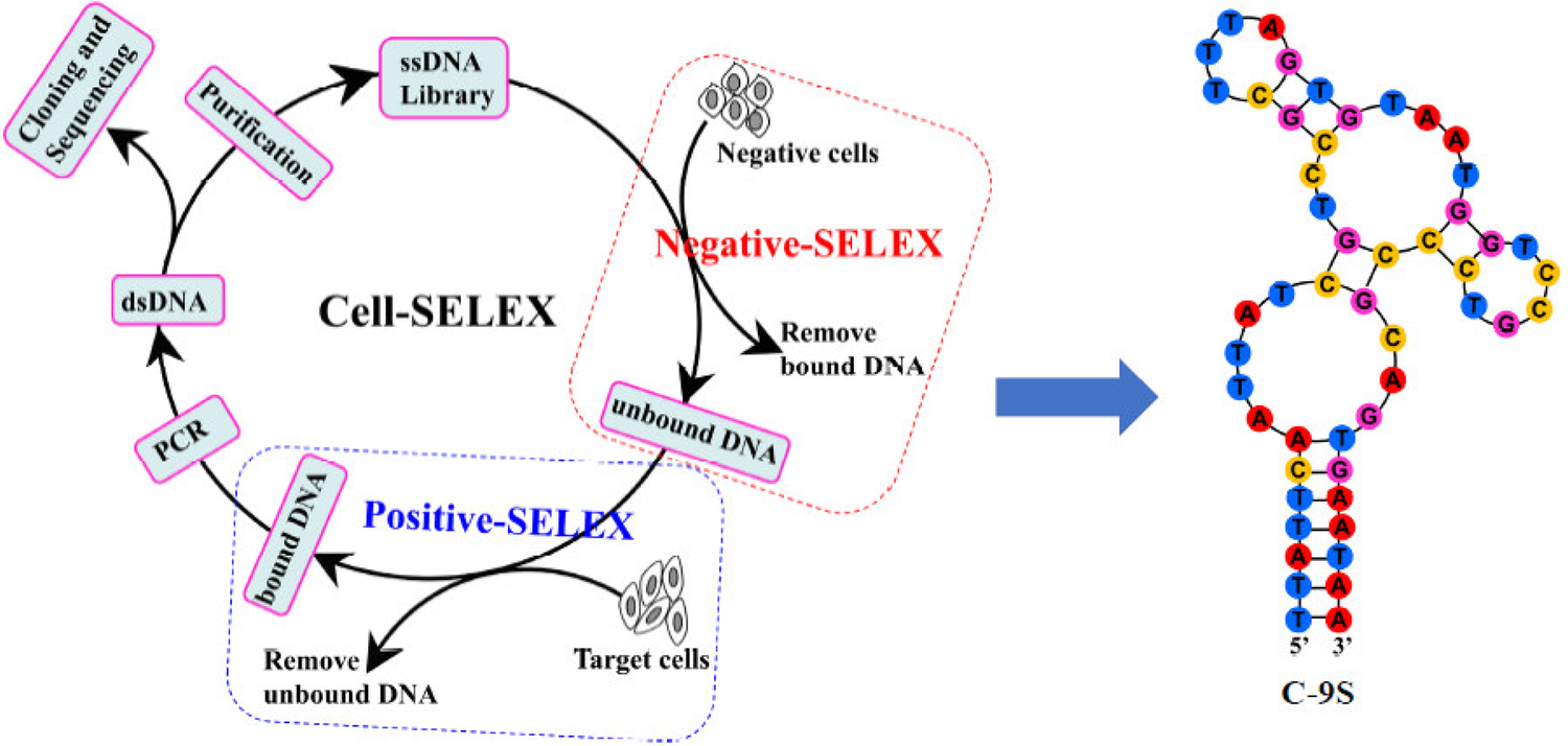 In Vitro Selection of a DNA Aptamer by Cell-SELEX as a Molecular Probe ...