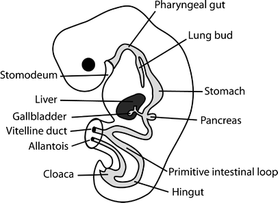 Allantoic cyst: a prenatal clue to patent urachus | SpringerLink