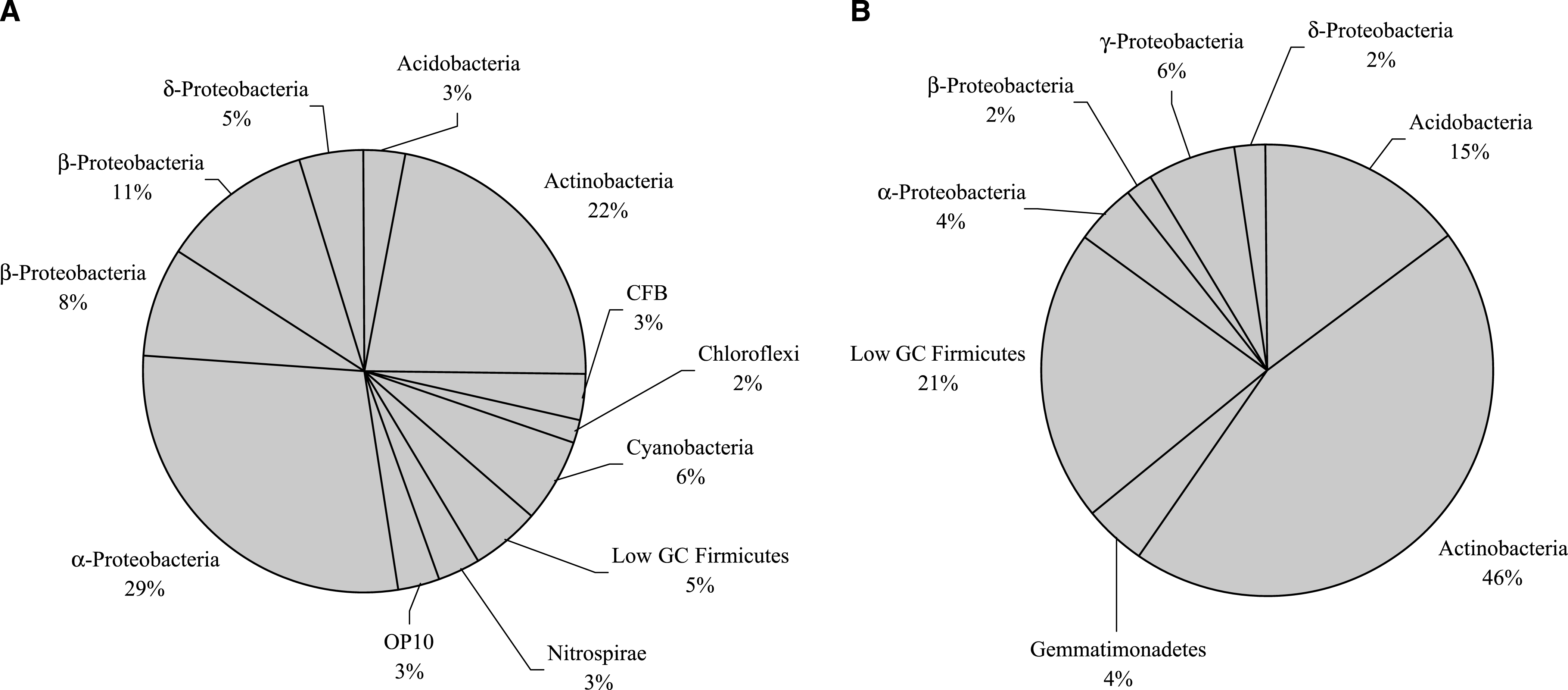 Epilithic and Endolithic Bacterial Communities in Limestone from a Maya ...