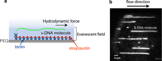 The fluorescence properties and binding mechanism of SYTOX green, a ...