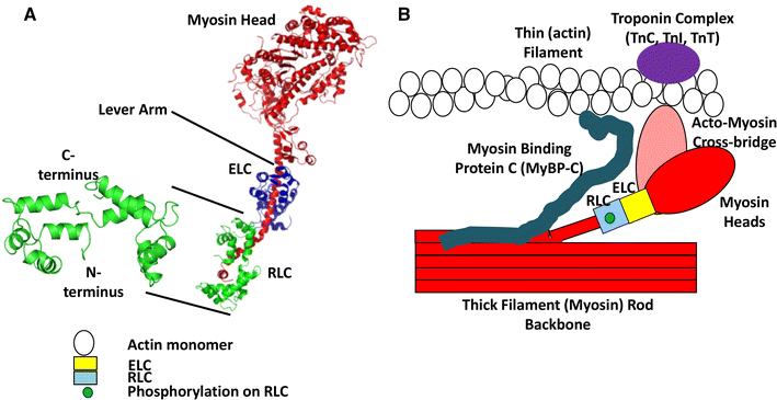 Phosphorylation of the regulatory light chain of myosin in striated ...