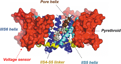 Voltage-gated sodium channels as targets for pyrethroid insecticides ...