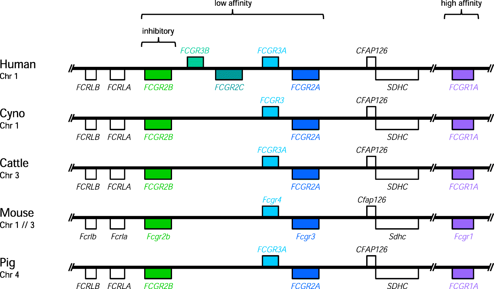 The genomic organization and expression pattern of the low-affinity Fc ...