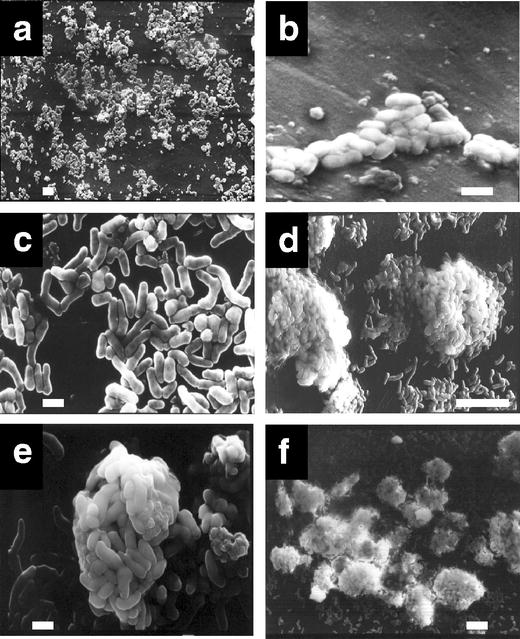 Biofilm development of the polyethylene-degrading bacterium Rhodococcus ...