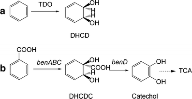 Microbial production of cis-1,2-dihydroxy-cyclohexa-3,5-diene-1 ...