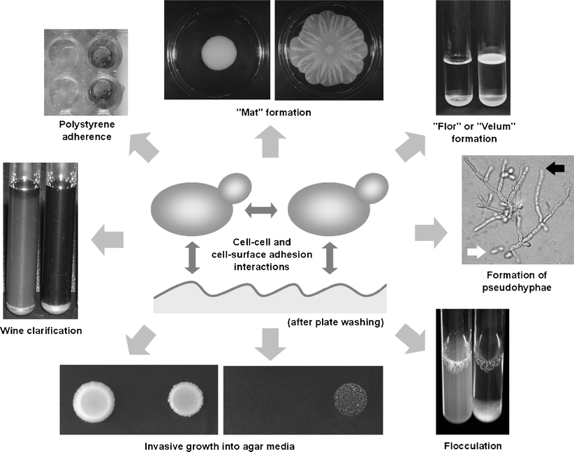 Yeast flocculation and its biotechnological relevance | SpringerLink
