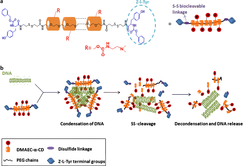 Polyrotaxanes for applications in life science and biotechnology ...