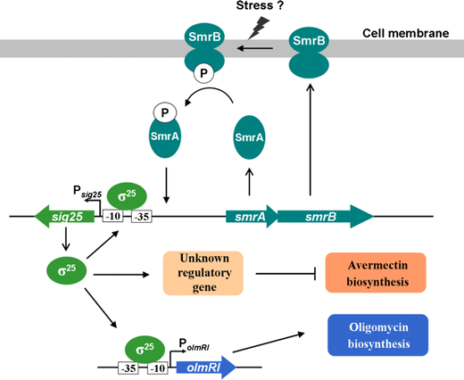 An extracytoplasmic function sigma factor, σ25, differentially ...
