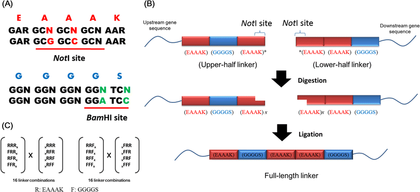 Construction of a linker library with widely controllable flexibility ...
