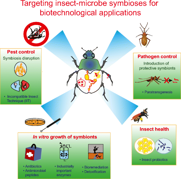 Potential applications of insect symbionts in biotechnology | SpringerLink