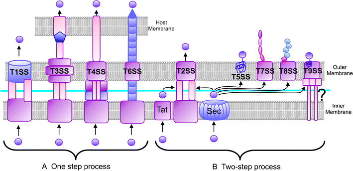 Bacterial thiol oxidoreductases — from basic research to new ...