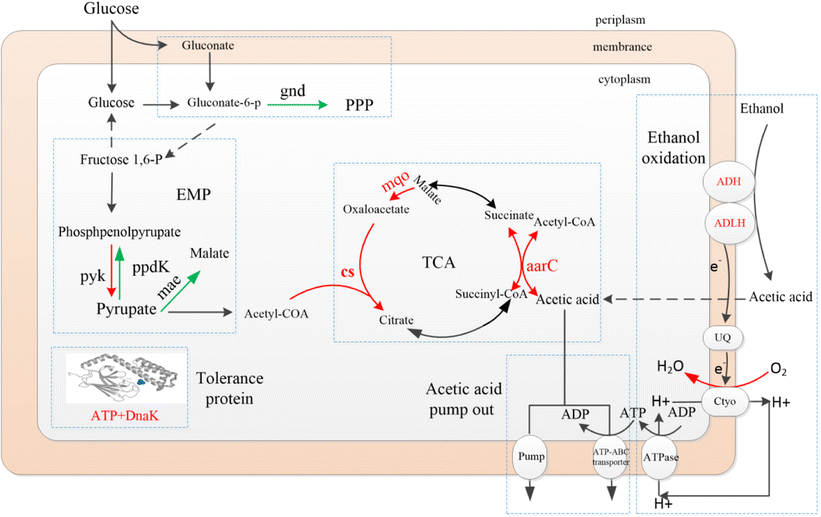 Acetobacter pasteurianus metabolic change induced by initial acetic ...
