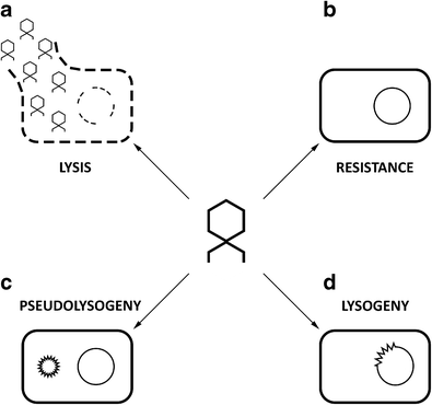 Applications of bacteriophages versus phage enzymes to combat and cure ...