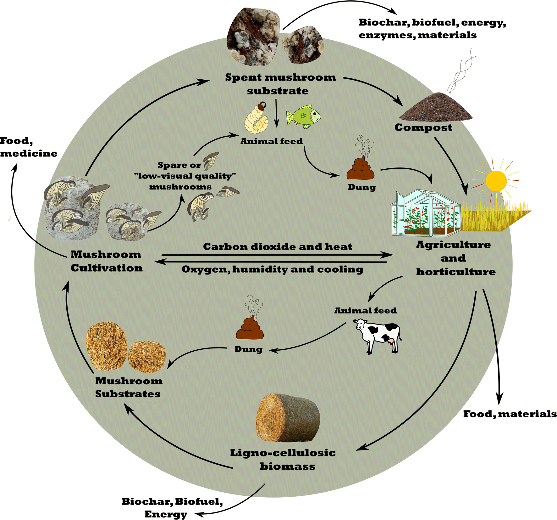 Mushroom cultivation in the circular economy | SpringerLink